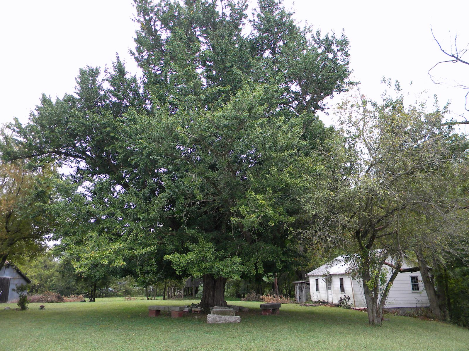 Ginkgo Tree – SoKy Film Commission